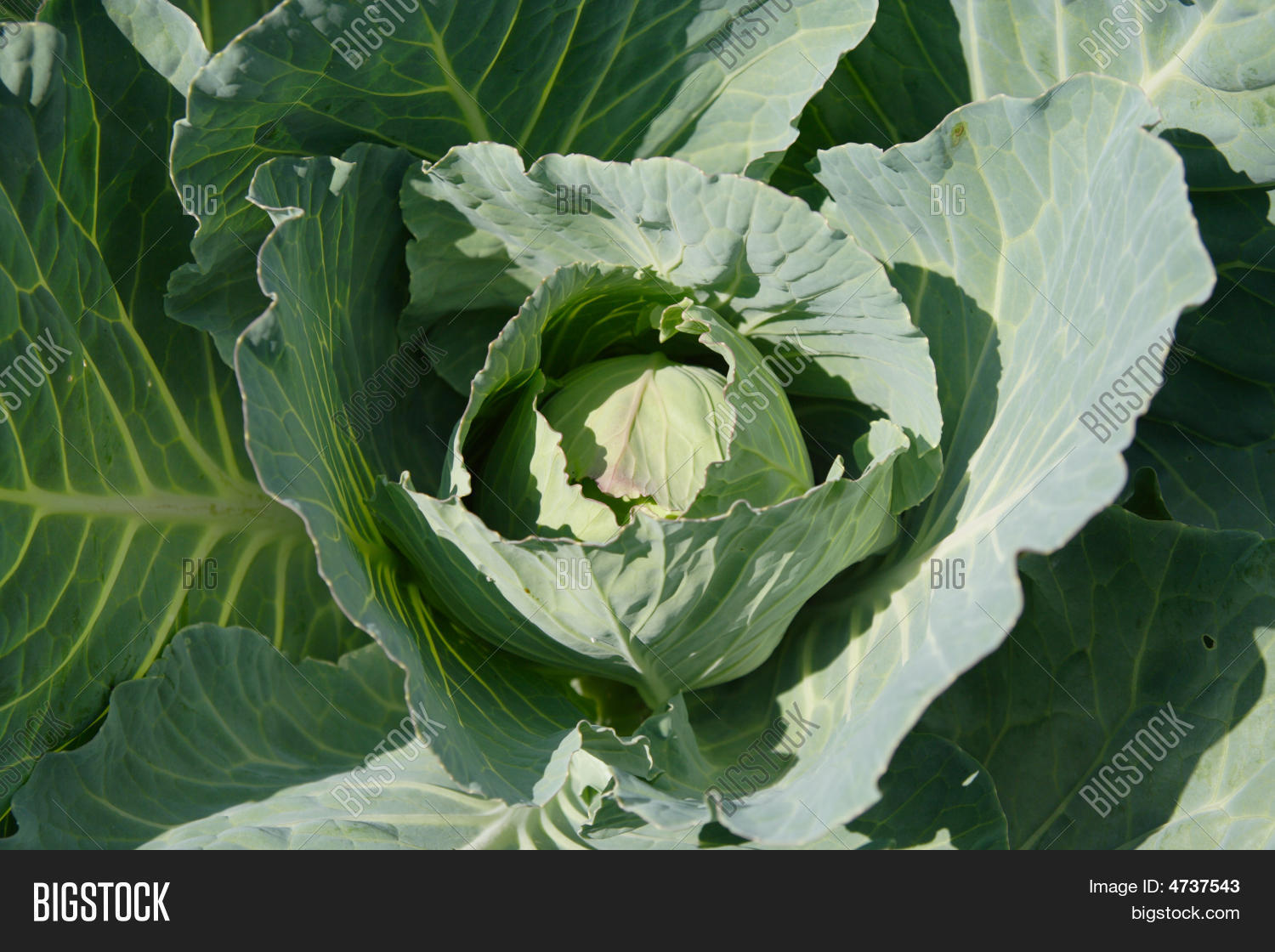 Cabbage-head Image & Photo (Free Trial) | Bigstock