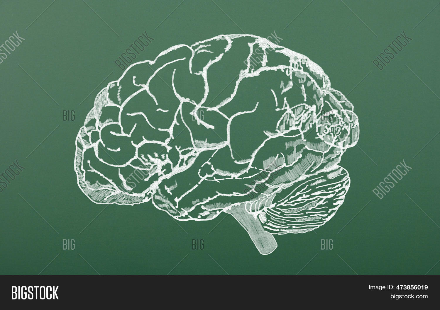 Human Brain Scheme Image & Photo (Free Trial) | Bigstock