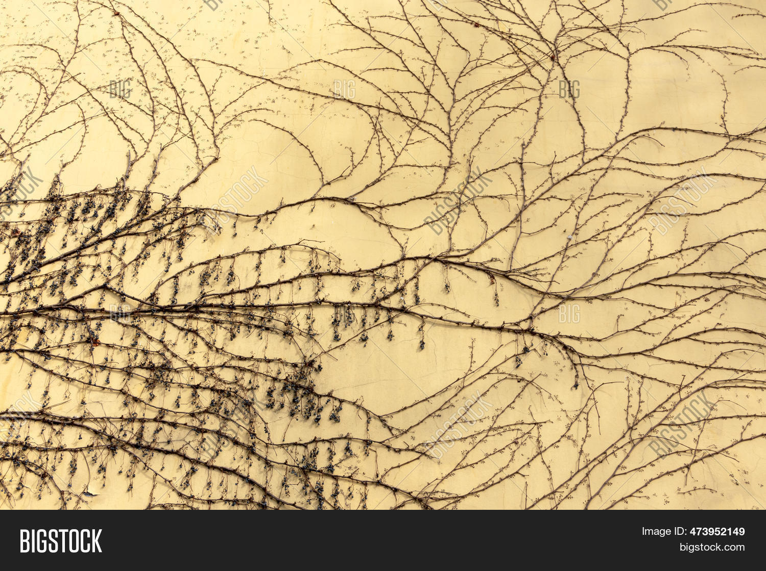 Pattern Creeping Image & Photo (Free Trial) | Bigstock