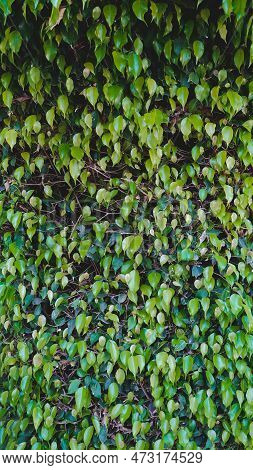 Fence Tree Ficus Green Image & Photo (Free Trial) | Bigstock