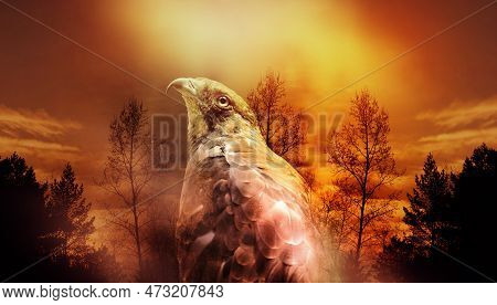 Wild Bird Sunset Image & Photo (Free Trial) | Bigstock