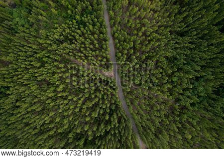 Forest Path Aerial View Images, Illustrations & Vectors (Free) - Bigstock