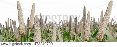 Bajra Images, Illustrations & Vectors (Free) - Bigstock