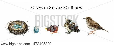 Growth Stages Birds Image & Photo (Free Trial) | Bigstock