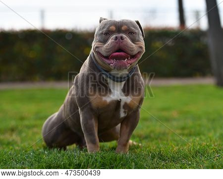 Muscular American Image & Photo (Free Trial) | Bigstock