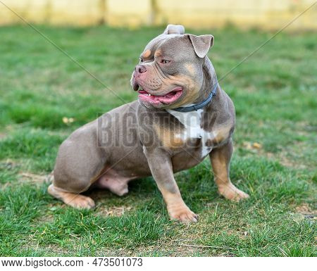 Muscular American Image & Photo (Free Trial) | Bigstock