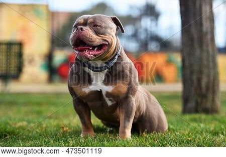 Muscular American Image & Photo (Free Trial) | Bigstock