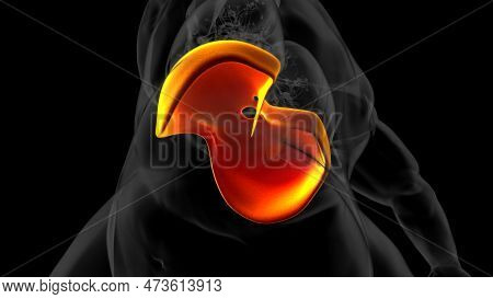 Human Diaphragm Image & Photo (Free Trial) | Bigstock