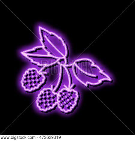Raspberry Plant Vector & Photo (Free Trial) | Bigstock