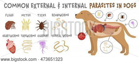 Common External Vector & Photo (Free Trial) | Bigstock
