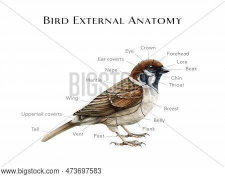 External Bird Anatomy Image & Photo (Free Trial) | Bigstock