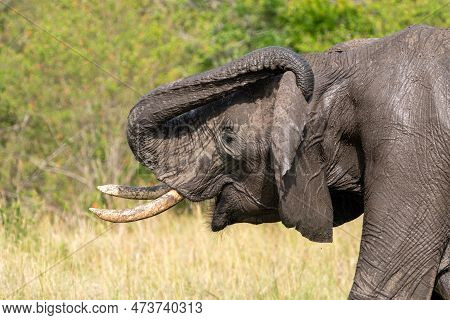 Side Profile Elephant Image & Photo (Free Trial) | Bigstock
