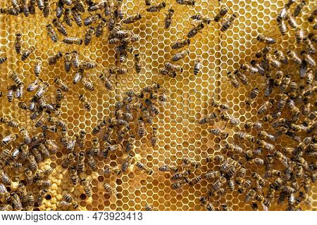 HONEY Images, Illustrations & Vectors (Free) - Bigstock