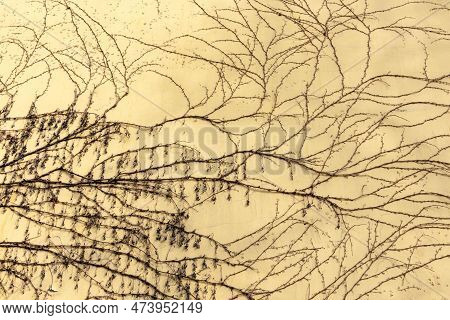 Pattern Creeping Image & Photo (Free Trial) | Bigstock