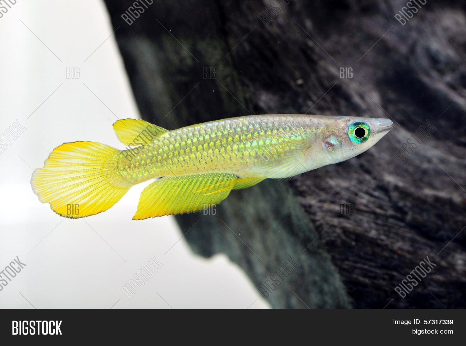 Yellow Killi Fish Image & Photo (Free Trial) | Bigstock