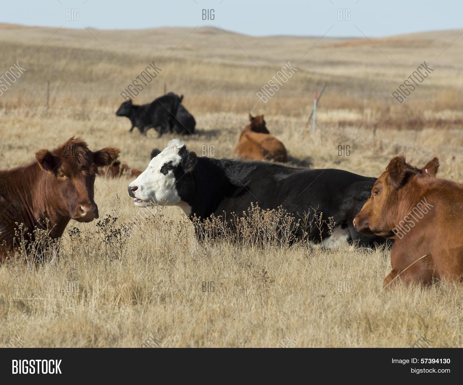 Beef Cattle Image & Photo (Free Trial) | Bigstock