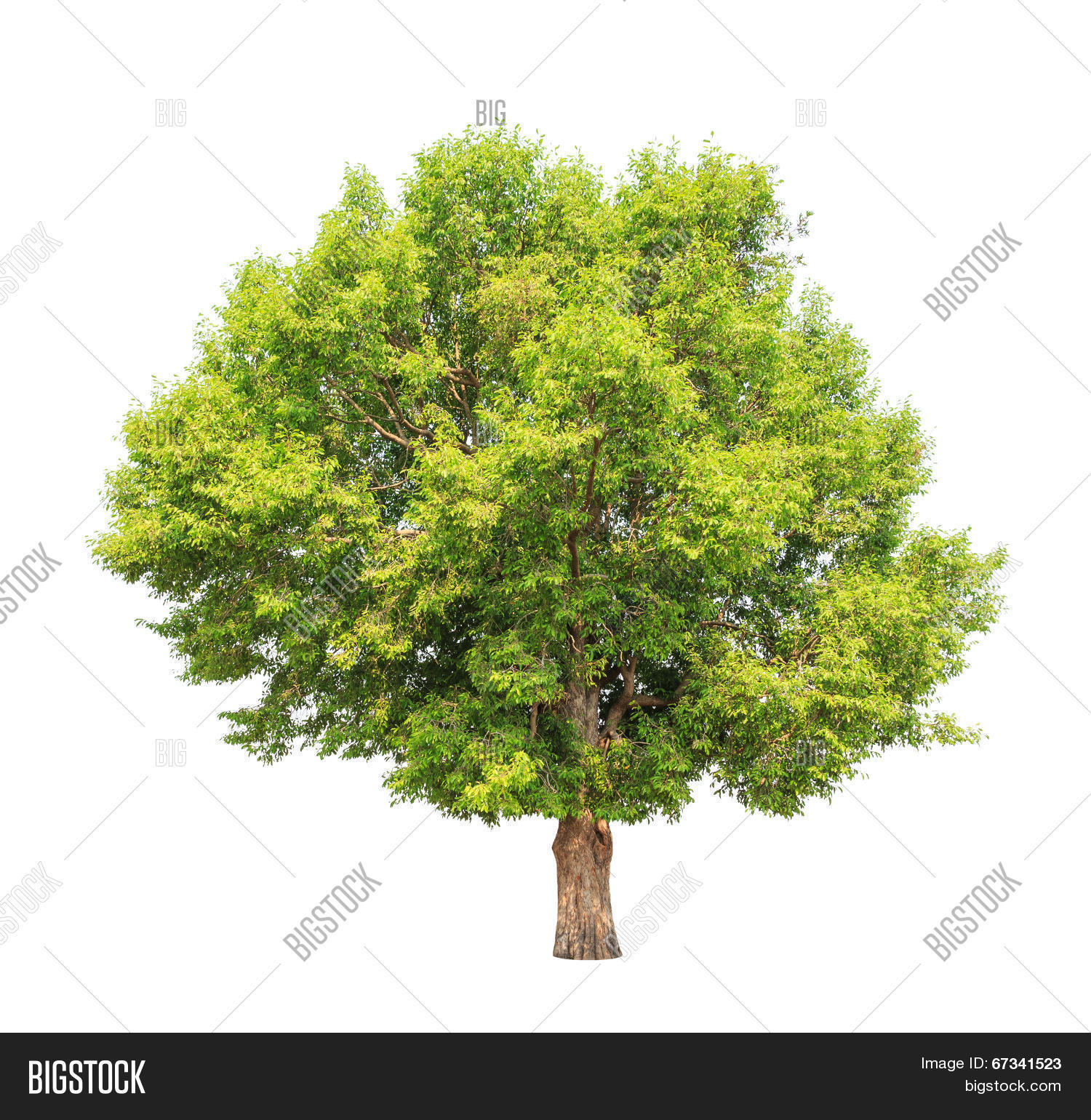 Irvingia Malayana Image & Photo (Free Trial) | Bigstock