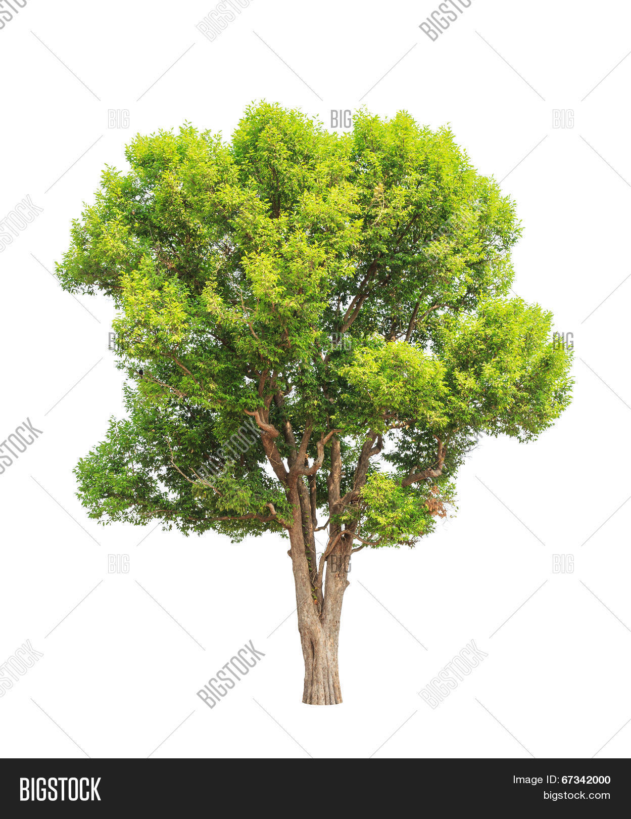 Irvingia Malayana Image & Photo (Free Trial) | Bigstock