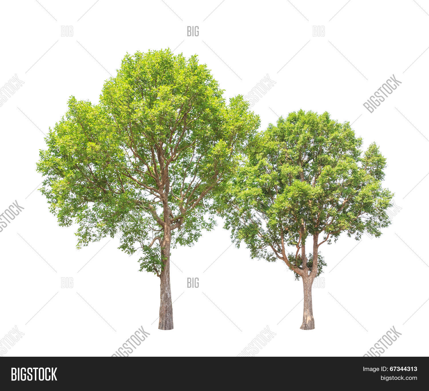 Irvingia Malayana Image & Photo (Free Trial) | Bigstock