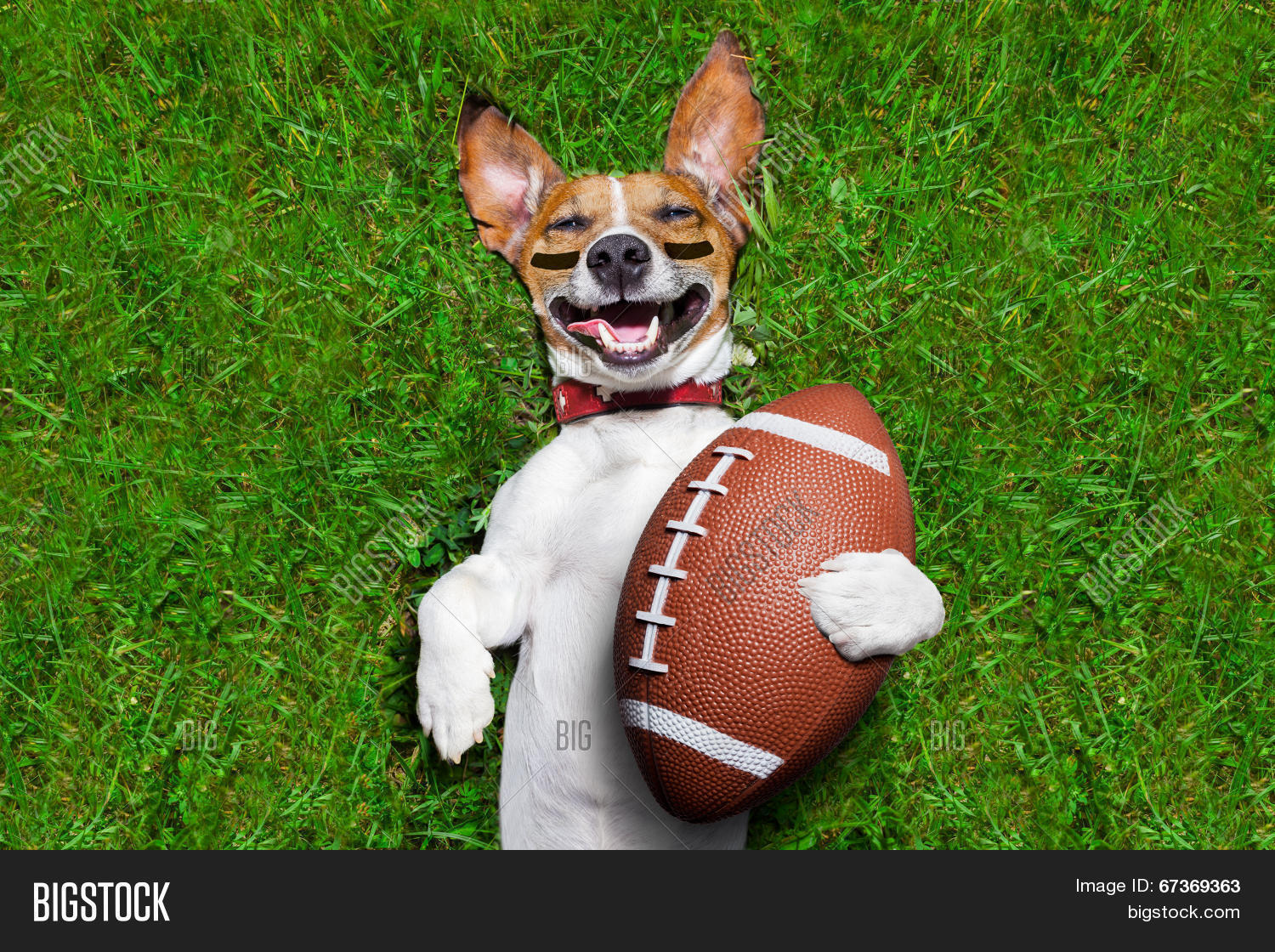 American Football Dog Image & Photo (Free Trial) | Bigstock