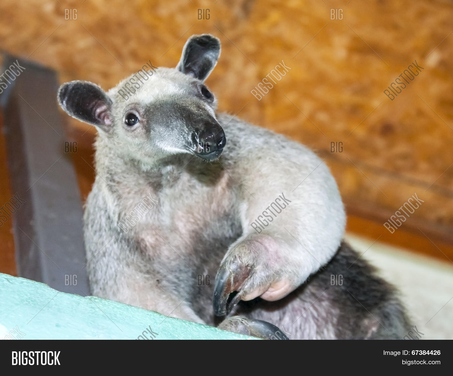 Southern Tamandua ( Image & Photo (Free Trial) | Bigstock