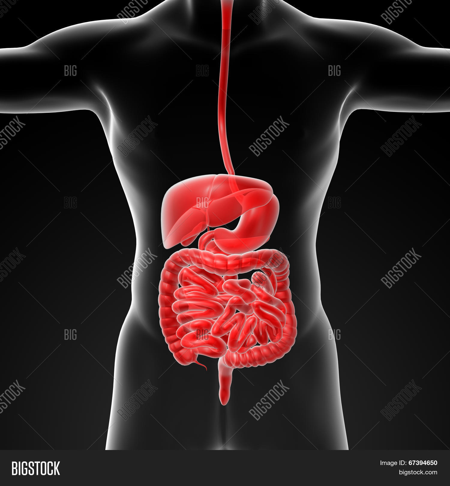 Imagen y foto Human Digestive (prueba gratis) | Bigstock