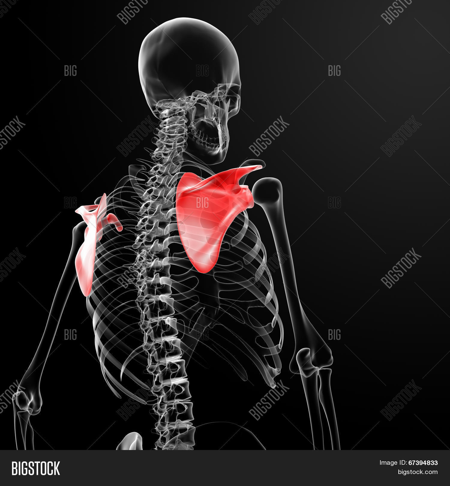 3D Render Medical Image & Photo (Free Trial) | Bigstock