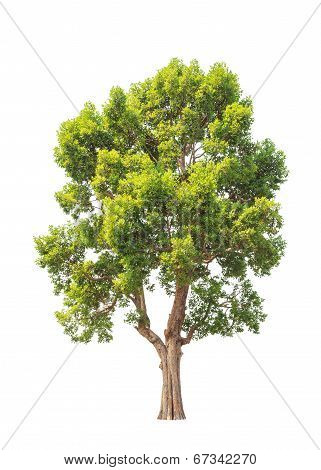 Irvingia Malayana Image & Photo (Free Trial) | Bigstock