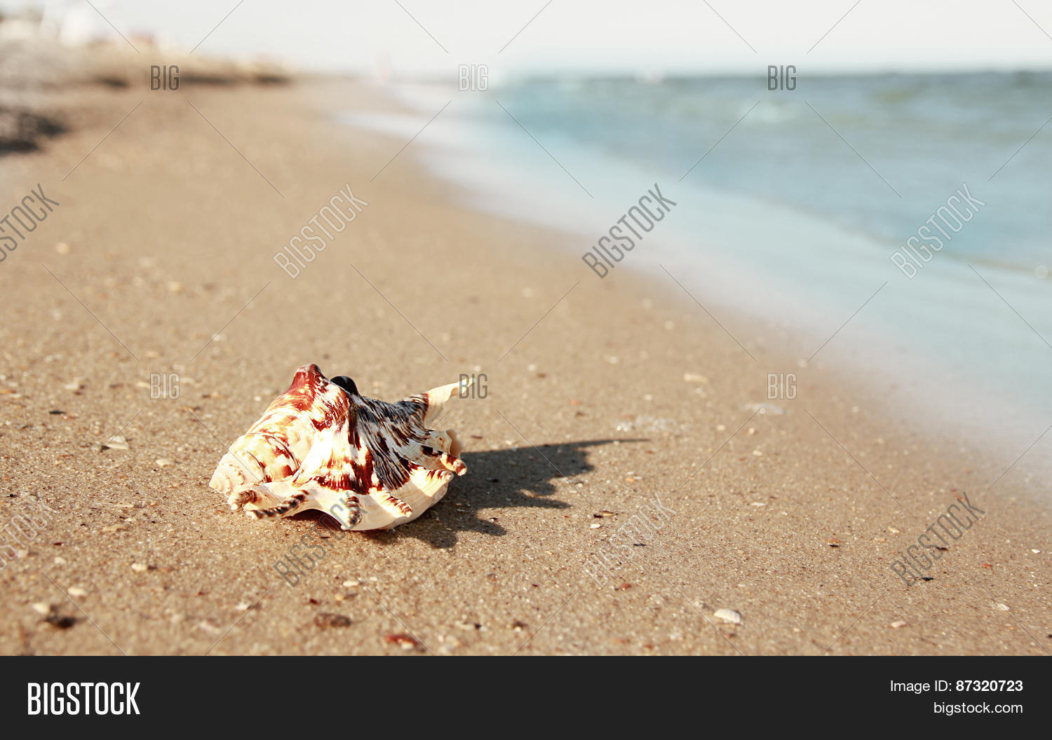 Shell Sand On Beach Image & Photo (Free Trial) | Bigstock