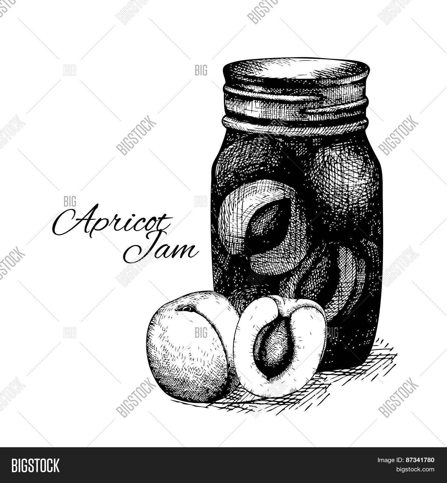 Apricot Jam Sketch Vector & Photo (Free Trial) | Bigstock