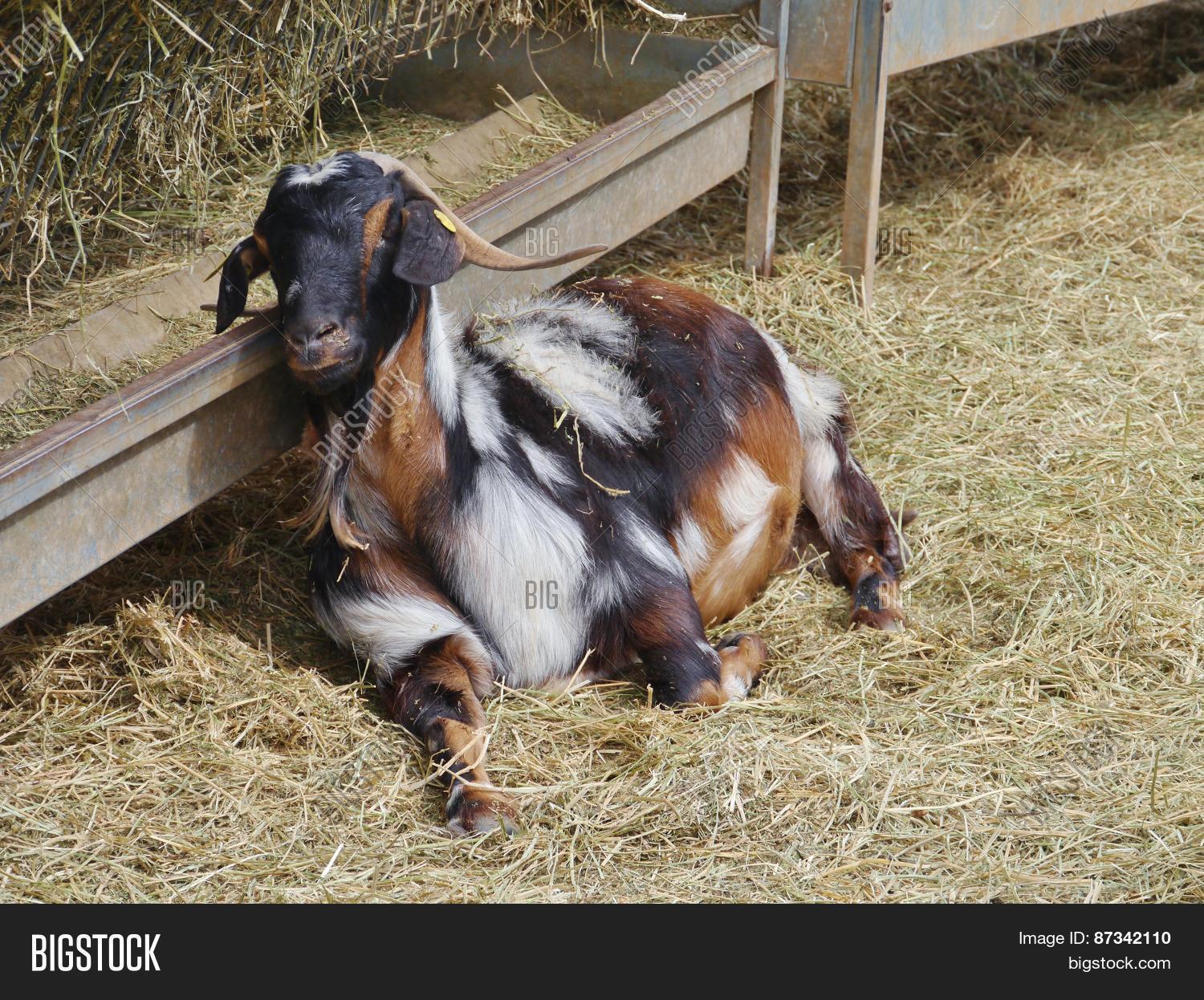 Majorera Goat Native Image & Photo (Free Trial) | Bigstock