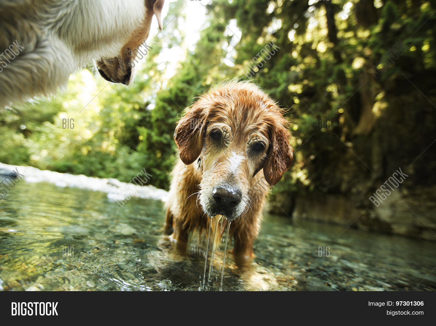 Dog Having Fun Outside Image & Photo (Free Trial) | Bigstock