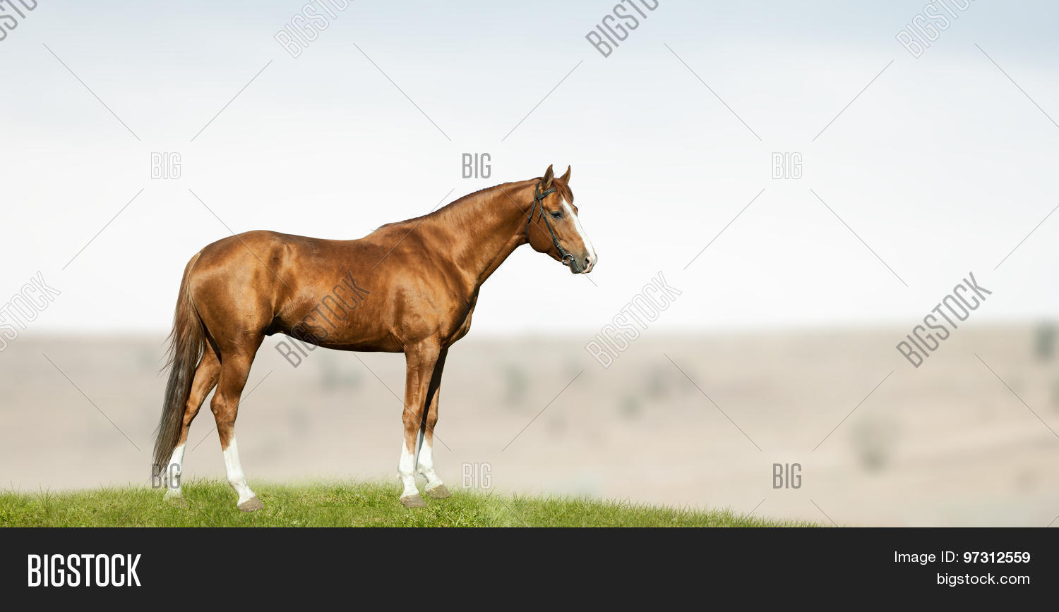 Purebred Chestnut Image & Photo (Free Trial) | Bigstock