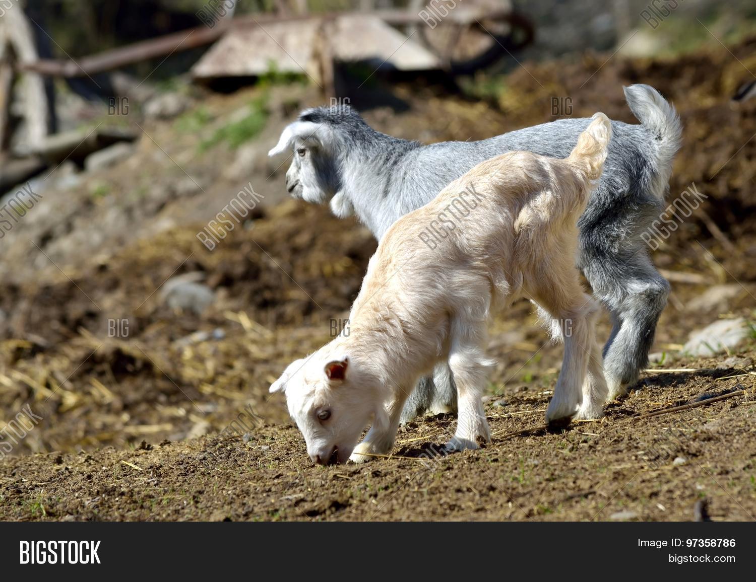 Baby Goats Farm Early Image & Photo (Free Trial) | Bigstock