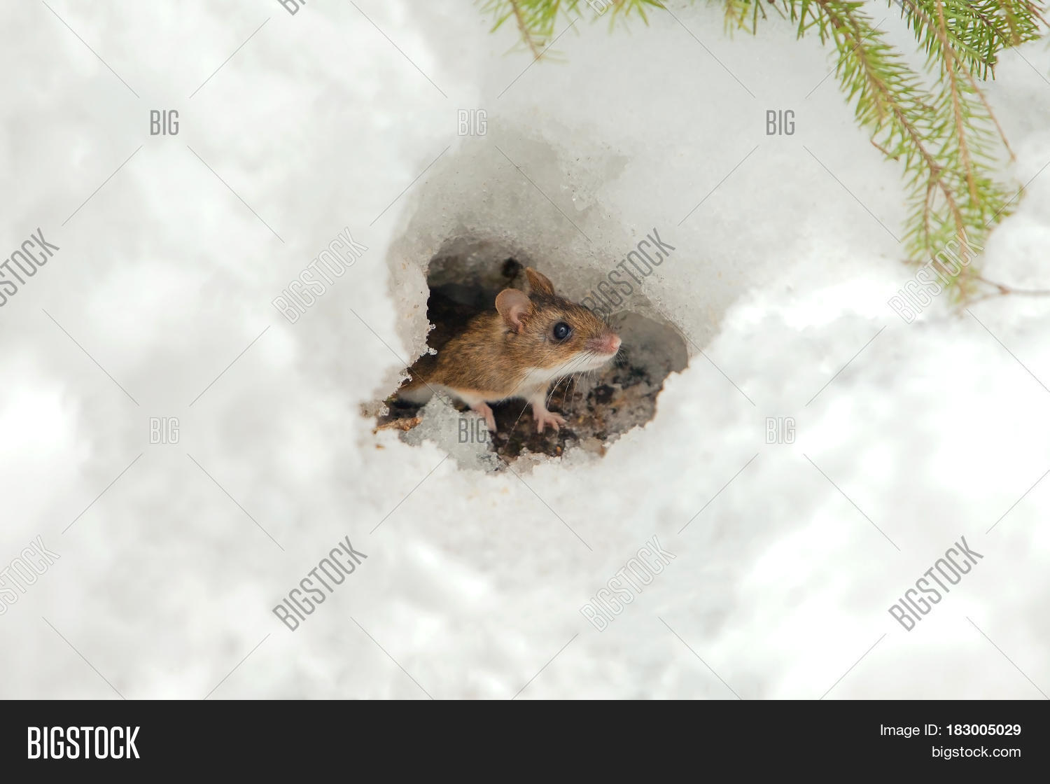 Cute Field Mouse Image & Photo (Free Trial) | Bigstock