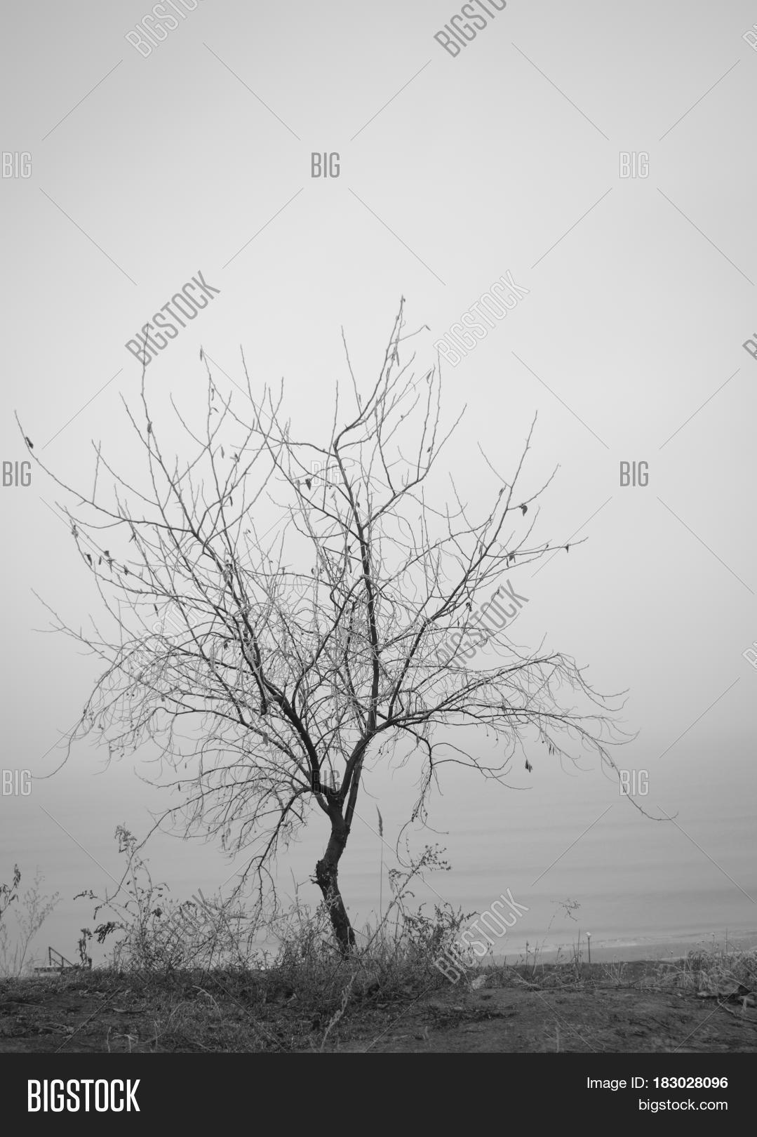Beautiful Lone Tree Image & Photo (Free Trial) | Bigstock