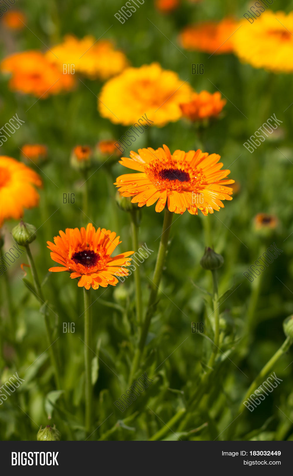 Calendula Officinal. Image & Photo (Free Trial) | Bigstock