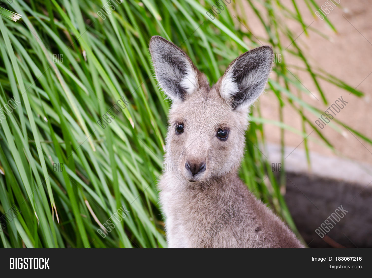 Kangaroo Joey Close . Image & Photo (Free Trial) | Bigstock