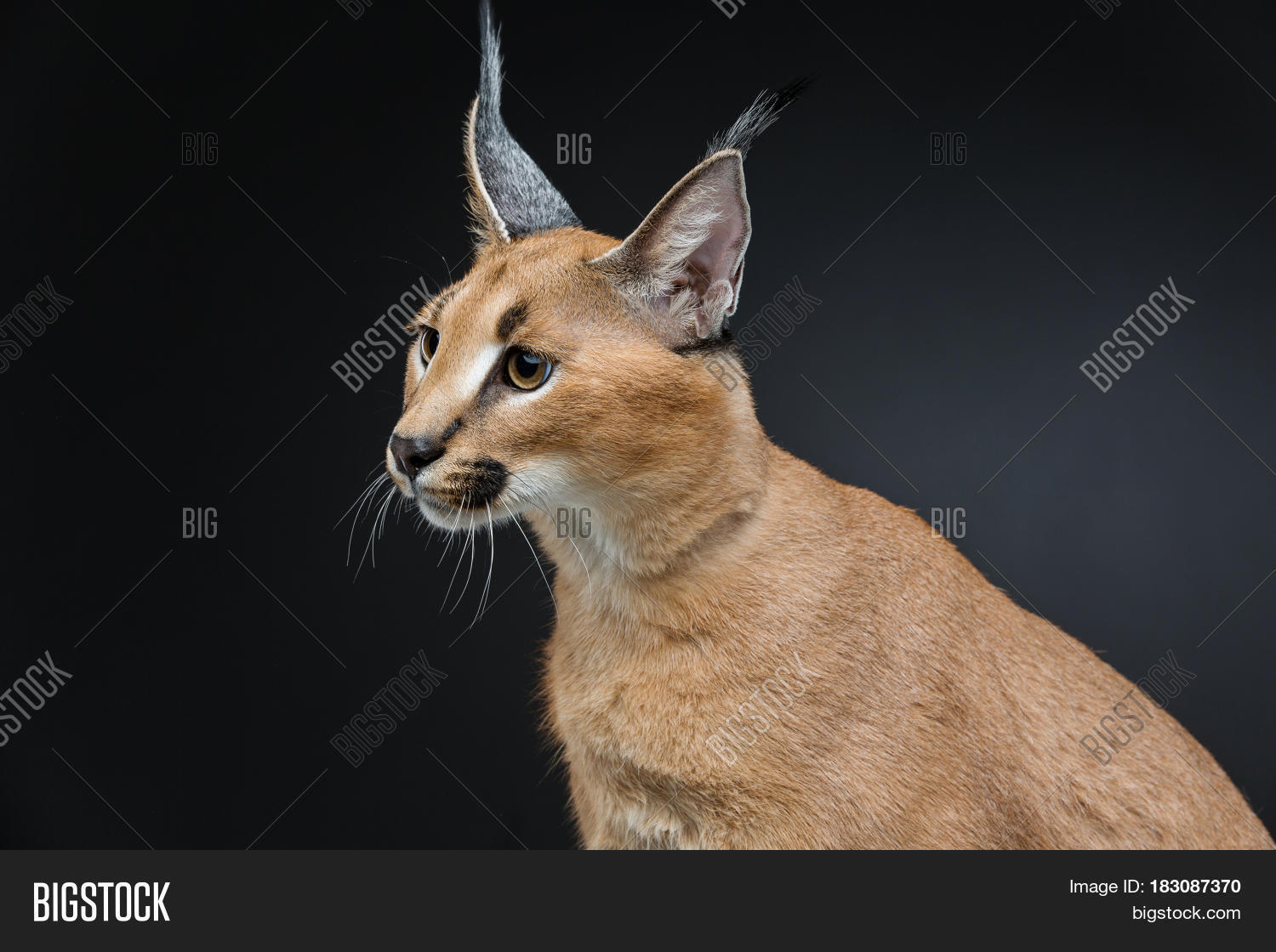 Beautiful Caracal Lynx Image & Photo (Free Trial) | Bigstock