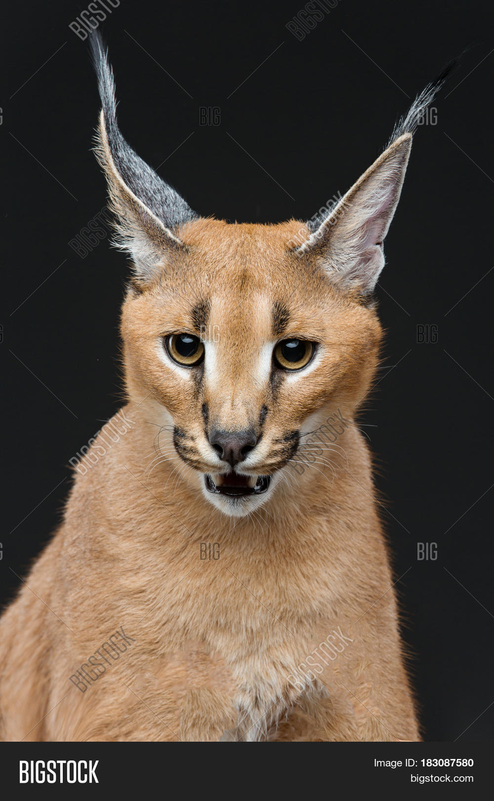 Beautiful Caracal Lynx Image & Photo (Free Trial) | Bigstock