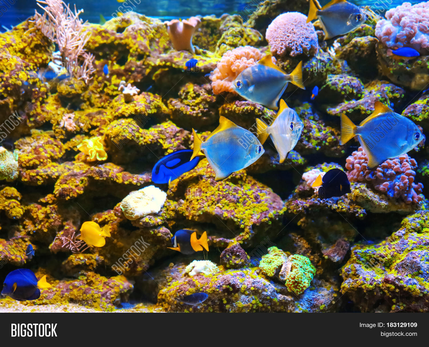 Exotic Sea Fishes Image & Photo (Free Trial) | Bigstock
