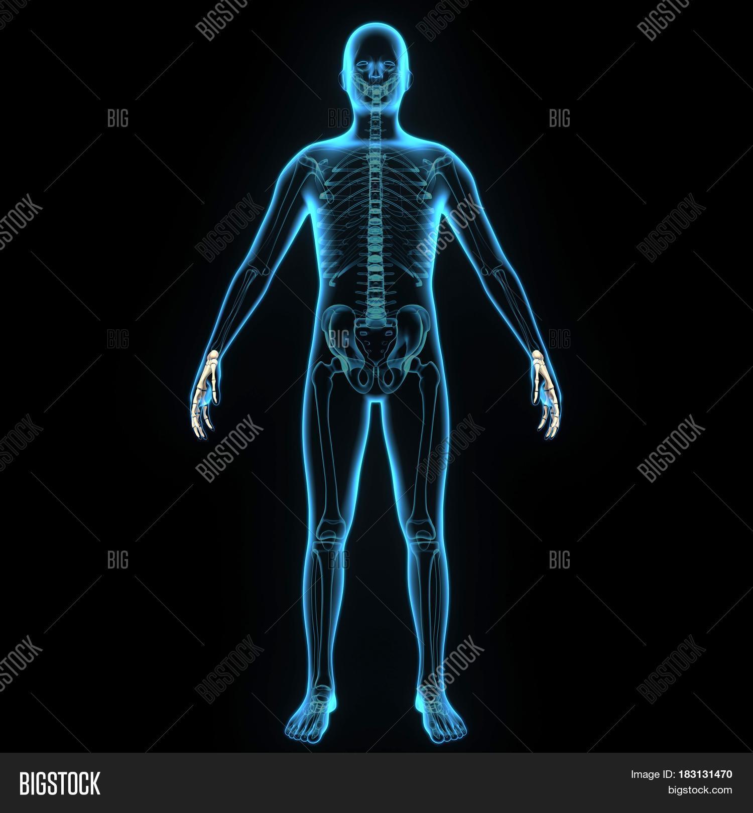 3d Illustration Human Image & Photo (Free Trial) | Bigstock