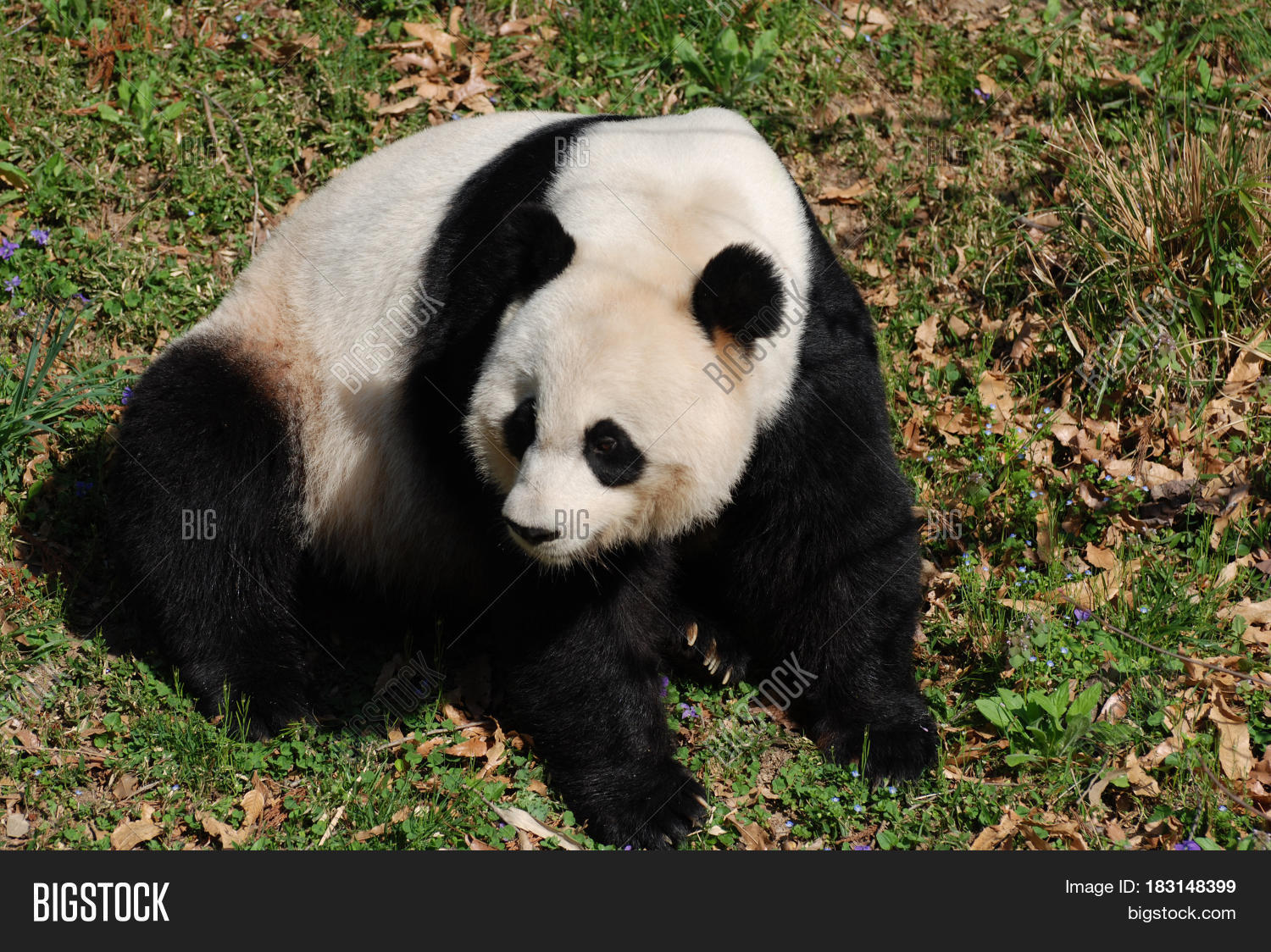 Large Giant Panda Bear Image & Photo (Free Trial) | Bigstock