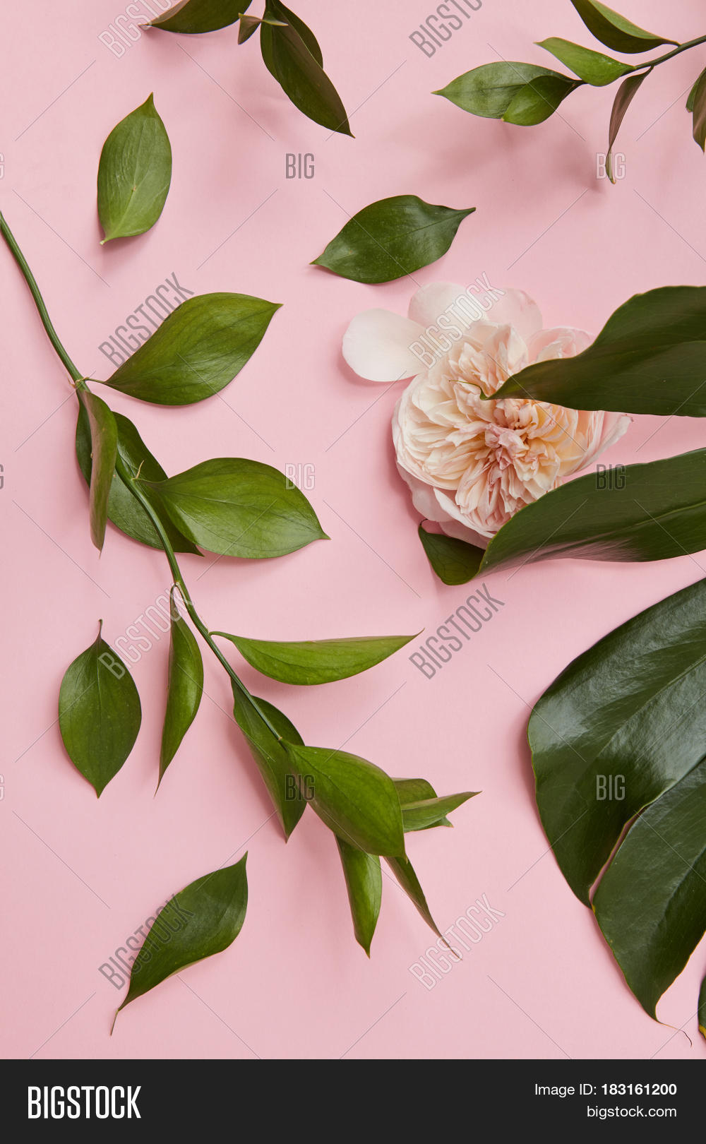 Green Twigs Isolated Image & Photo (Free Trial) | Bigstock