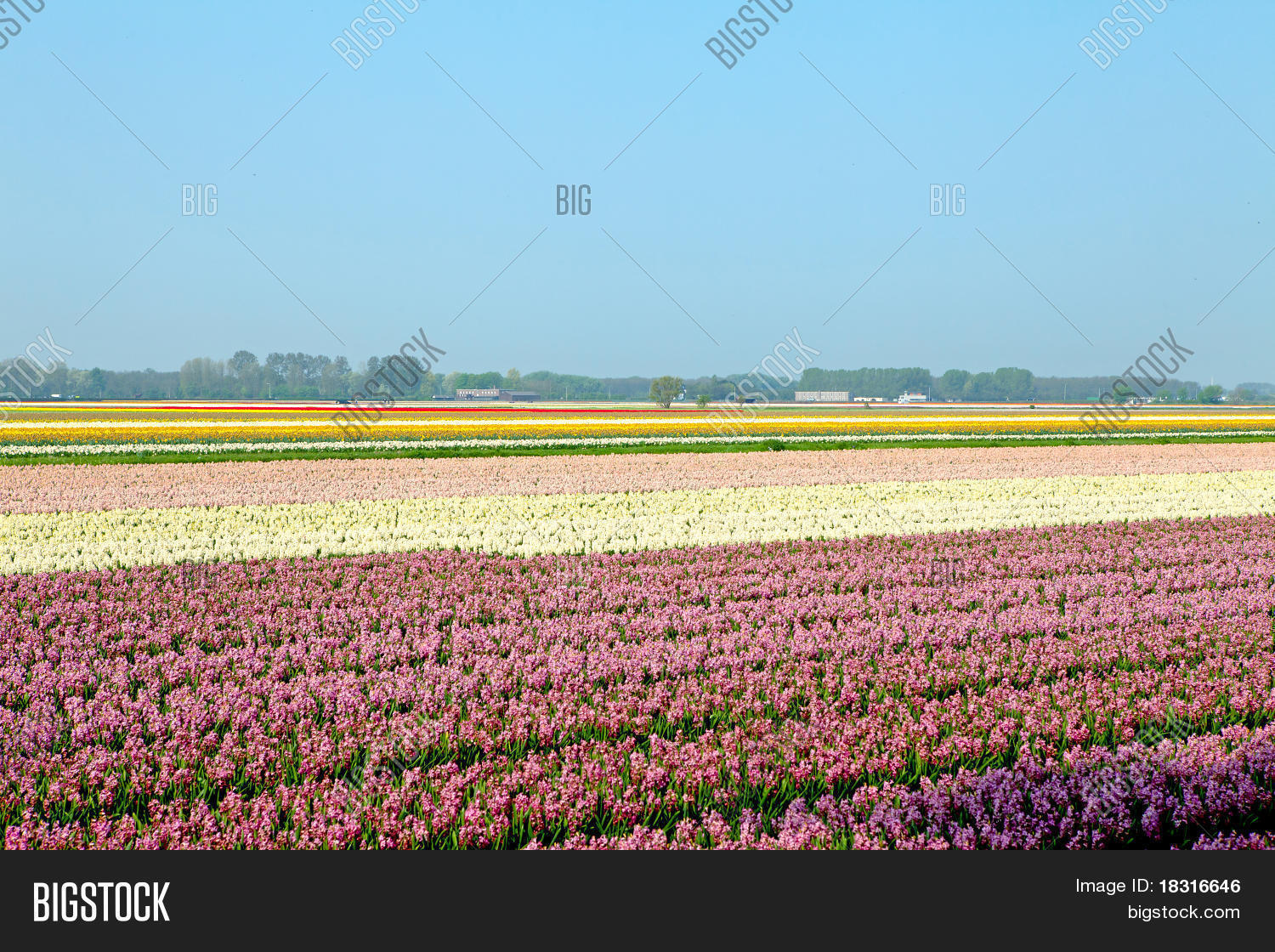 Dutch Bulb Field Image & Photo (Free Trial) | Bigstock