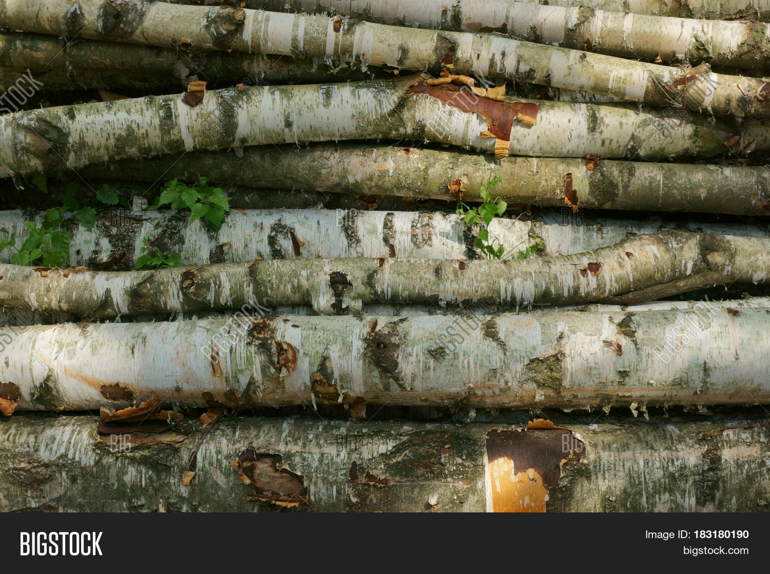 Birch Wood Texture Image & Photo (Free Trial) | Bigstock