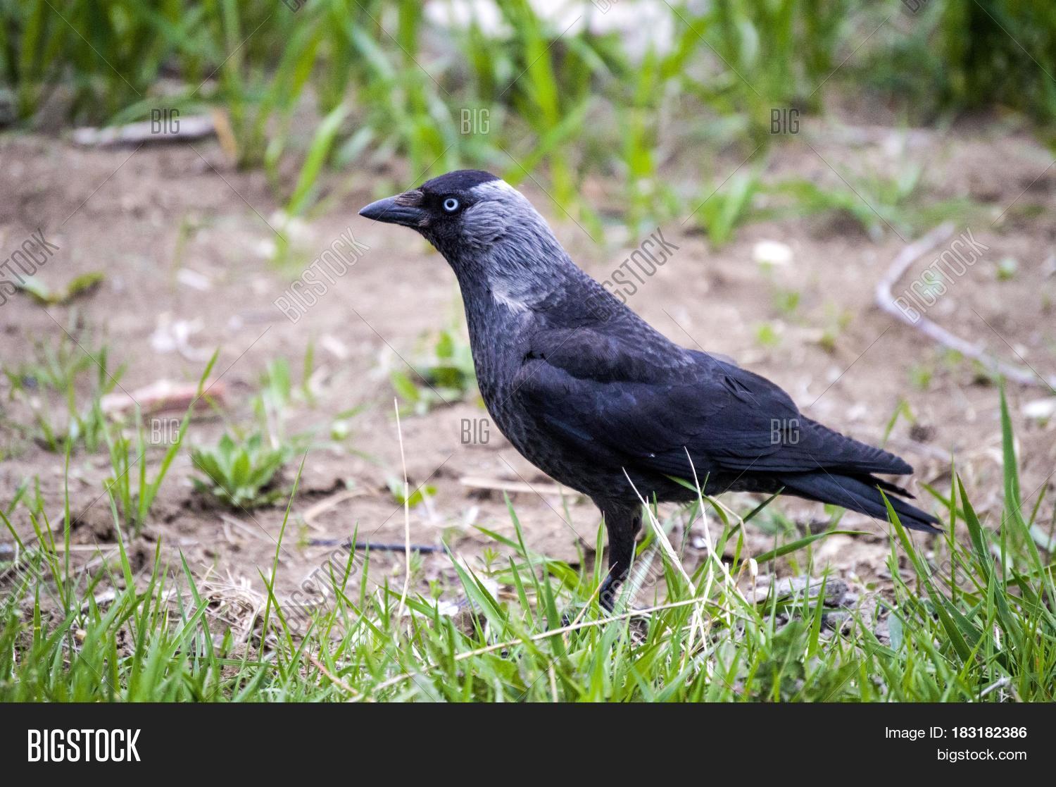 Crow, Smart Crow Image & Photo (Free Trial) | Bigstock