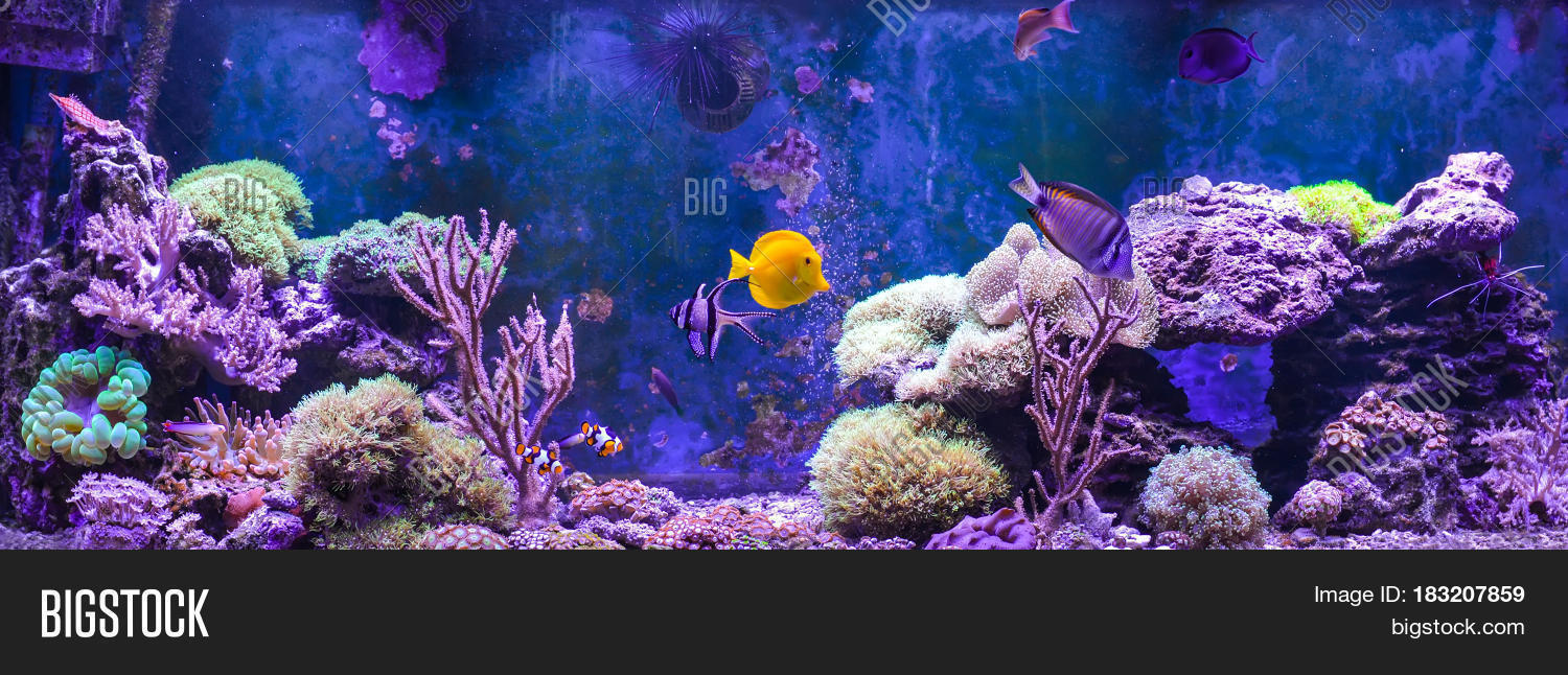 Reef Tank, Marine Image & Photo (Free Trial) | Bigstock