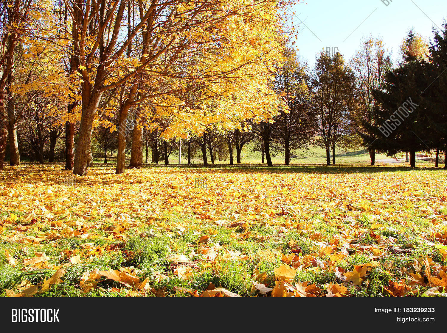 Beautiful Autumn Park Image & Photo (Free Trial) | Bigstock