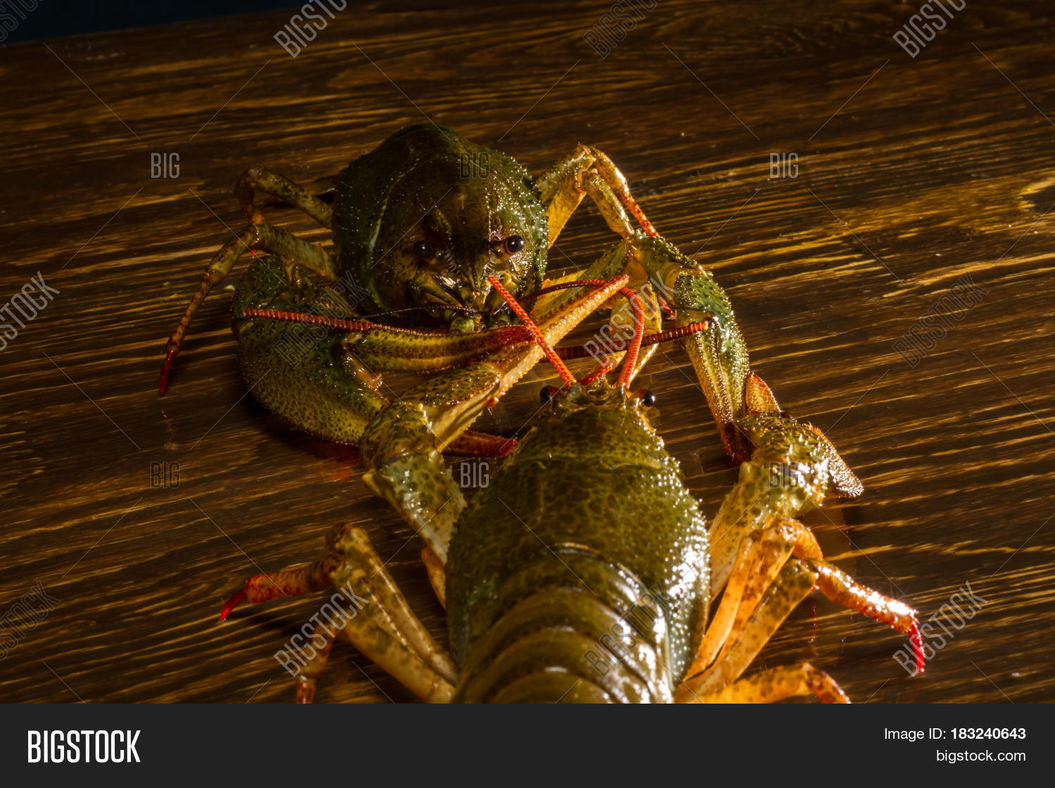 Live Crawfish On Image & Photo (Free Trial) | Bigstock